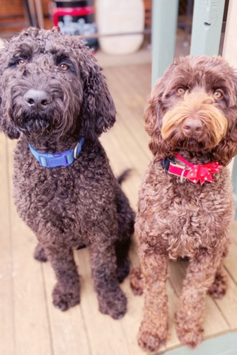 Golden Retriever x Poodle – Groodle Breed Traits – Elwood Groodles ...