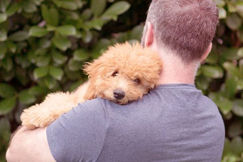 Groodle Puppy Care - How to look after your Groodle – Elwood Groodles ...