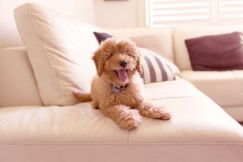 Groodle Puppy Care - How to look after your Groodle – Elwood Groodles ...