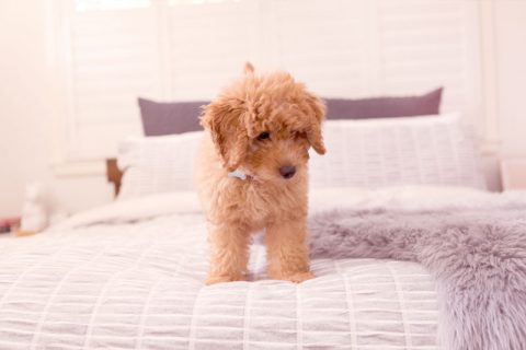 Groodle Puppy Care - How to look after your Groodle – Elwood Groodles ...