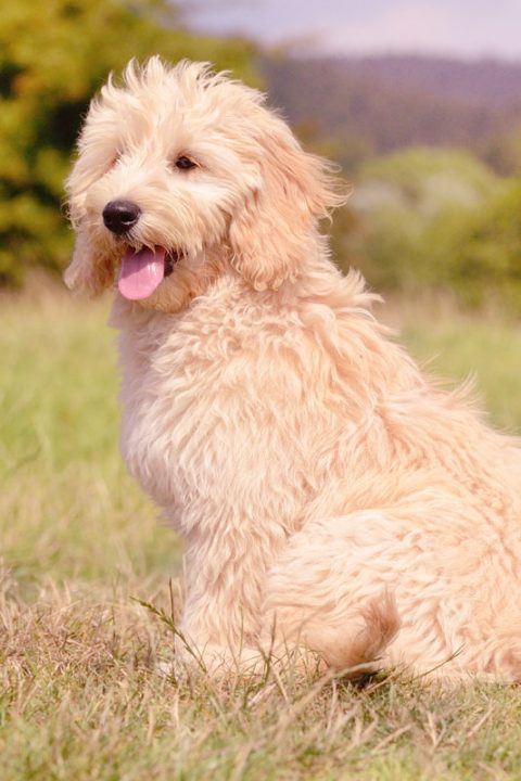 About Elwood Groodles Puppy Breeders – Elwood Groodles Australia