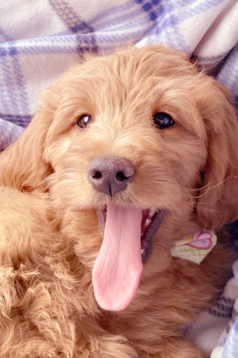 Golden Retriever x Poodle – Groodle Breed Traits – Elwood Groodles ...