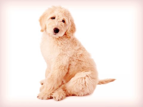 Golden Retriever x Poodle – Groodle Breed Traits – Elwood Groodles ...