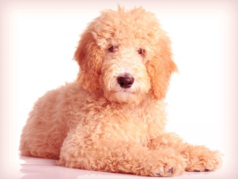 Golden Retriever x Poodle – Groodle Breed Traits – Elwood Groodles ...